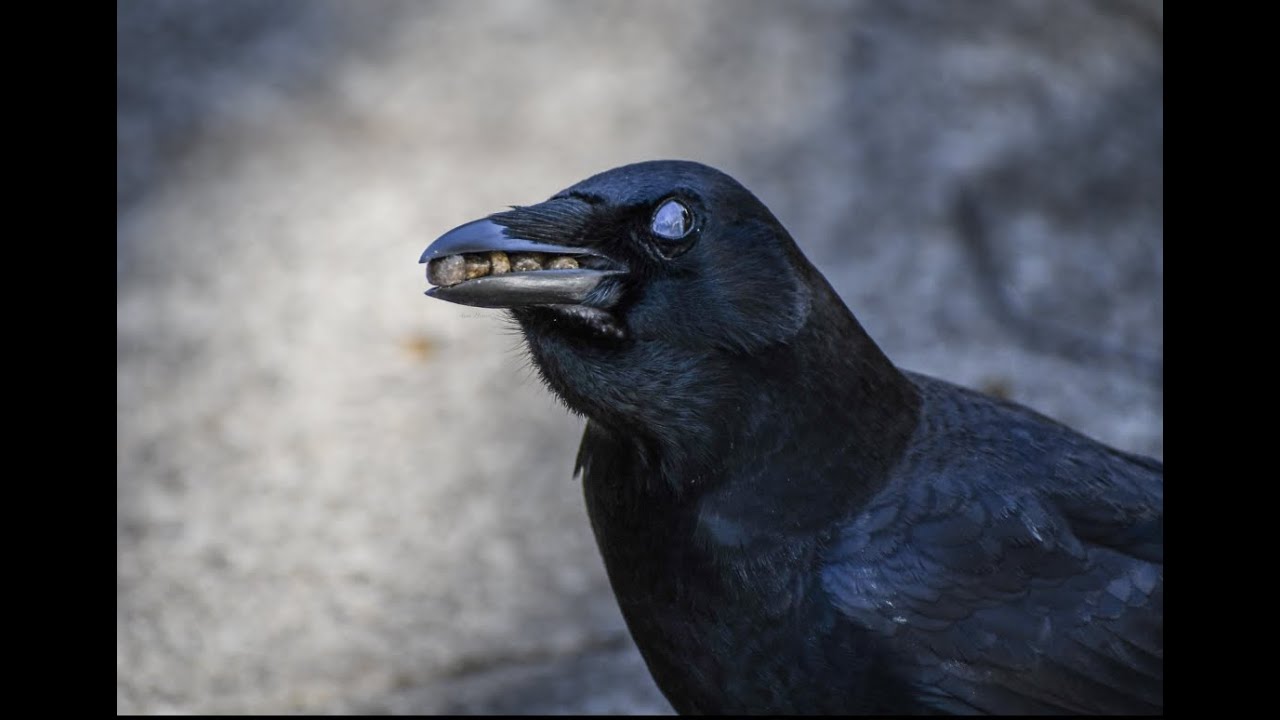 The Nictitating Membrane: That Weird Crow Eyelid - YouTube