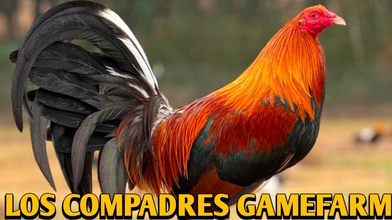 Lacy Roundhead Claret Kearny - LOS COMPADRES FARM - YouTube