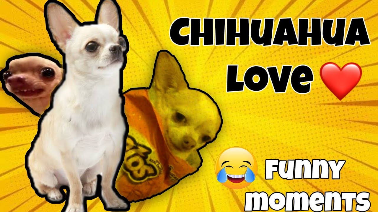 Chihuahua Pet | Funny Moments | try not to laugh | part 1 .. - YouTube
