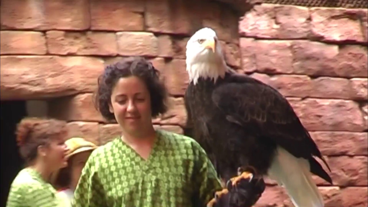 Flights of Wonder Bird Show at Disney's Animal Kingdom Walt Disney ...