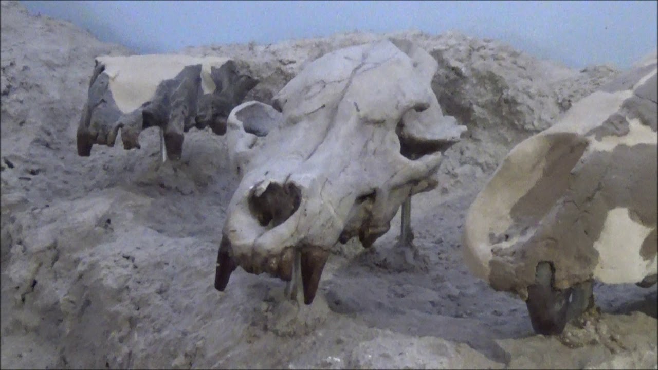 Ancient Bones at Red Rock Canyon State Park, California - YouTube