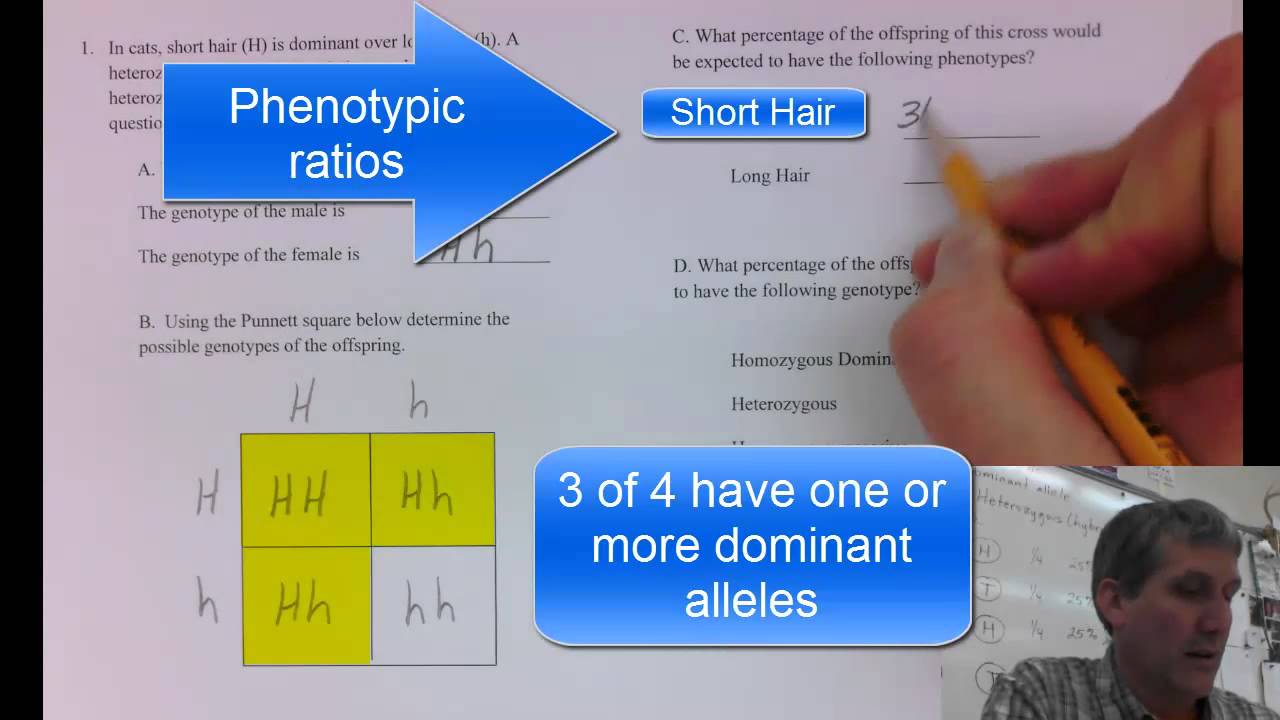 Punnett Square Sample Problem - YouTube
