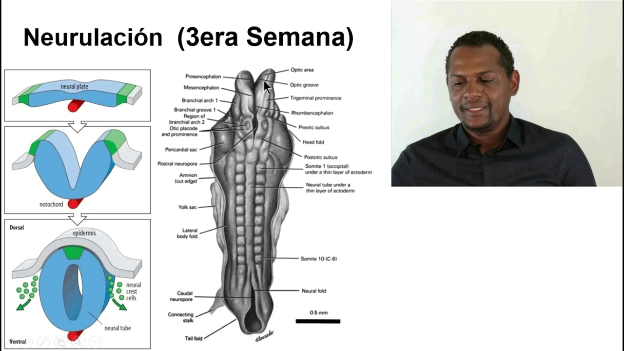 (Parte 2 ) Neurulaciòn y Arcos Branquiales - YouTube