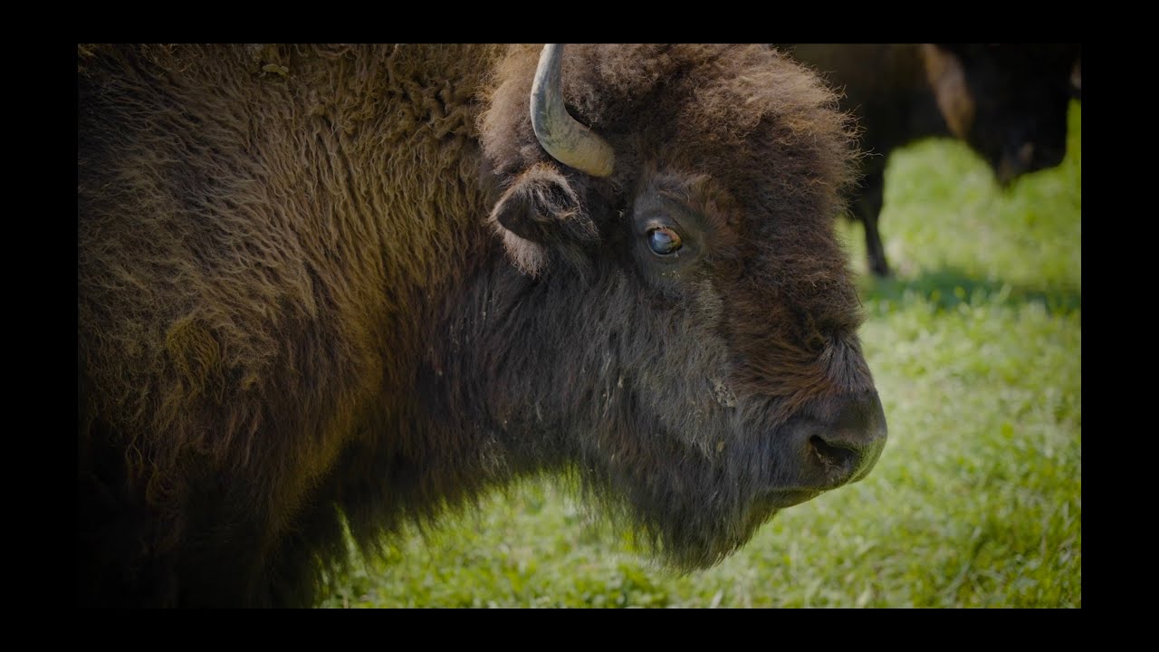 Stomping Grounds -- Ep12: Haudenosaunee Tadodaho Sid Hill (Onondaga ...