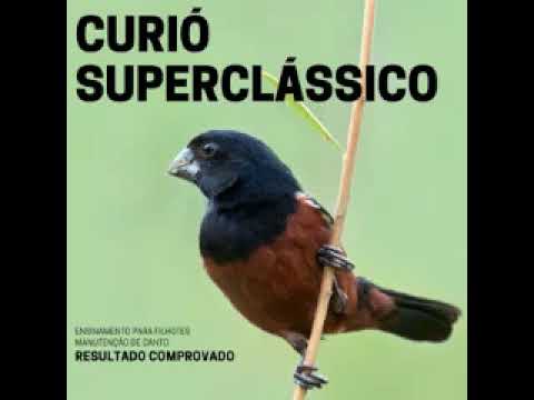CANTO CURIÓ PRAIA SUPER CLÁSSICO - PERFEITO PARA ENSINAMENTO DE ...