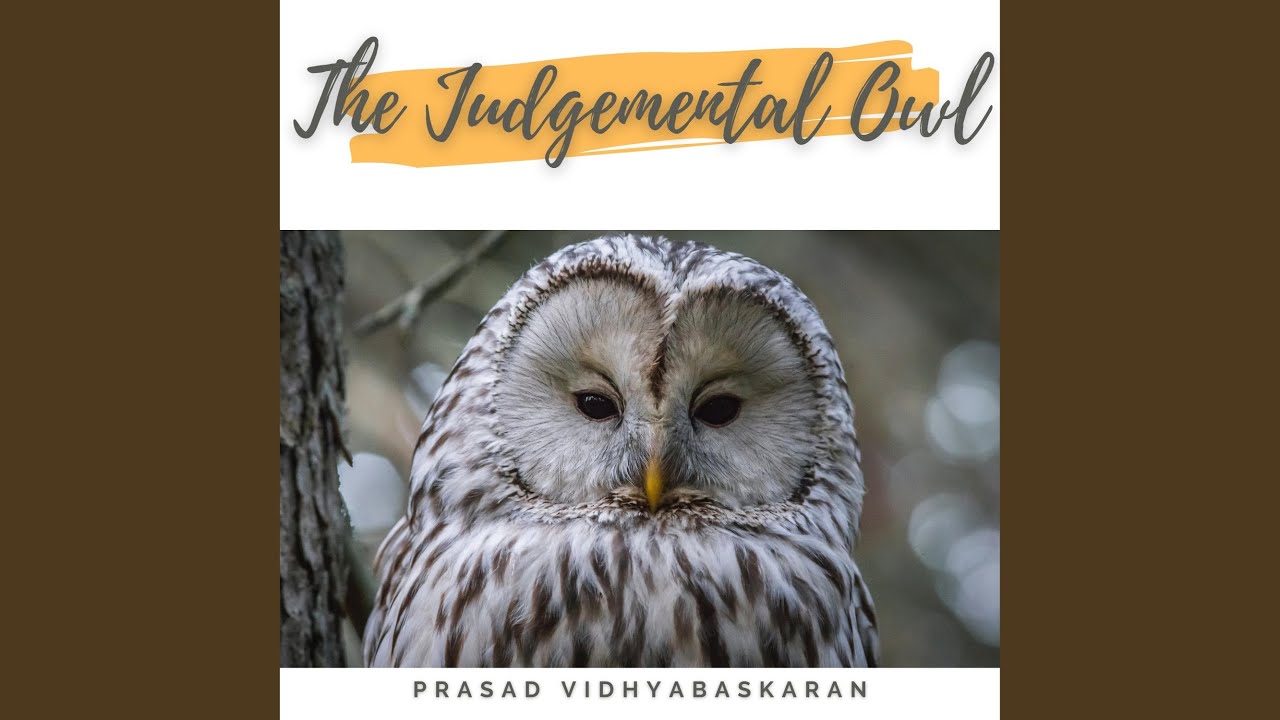 The Judgemental Owl - YouTube
