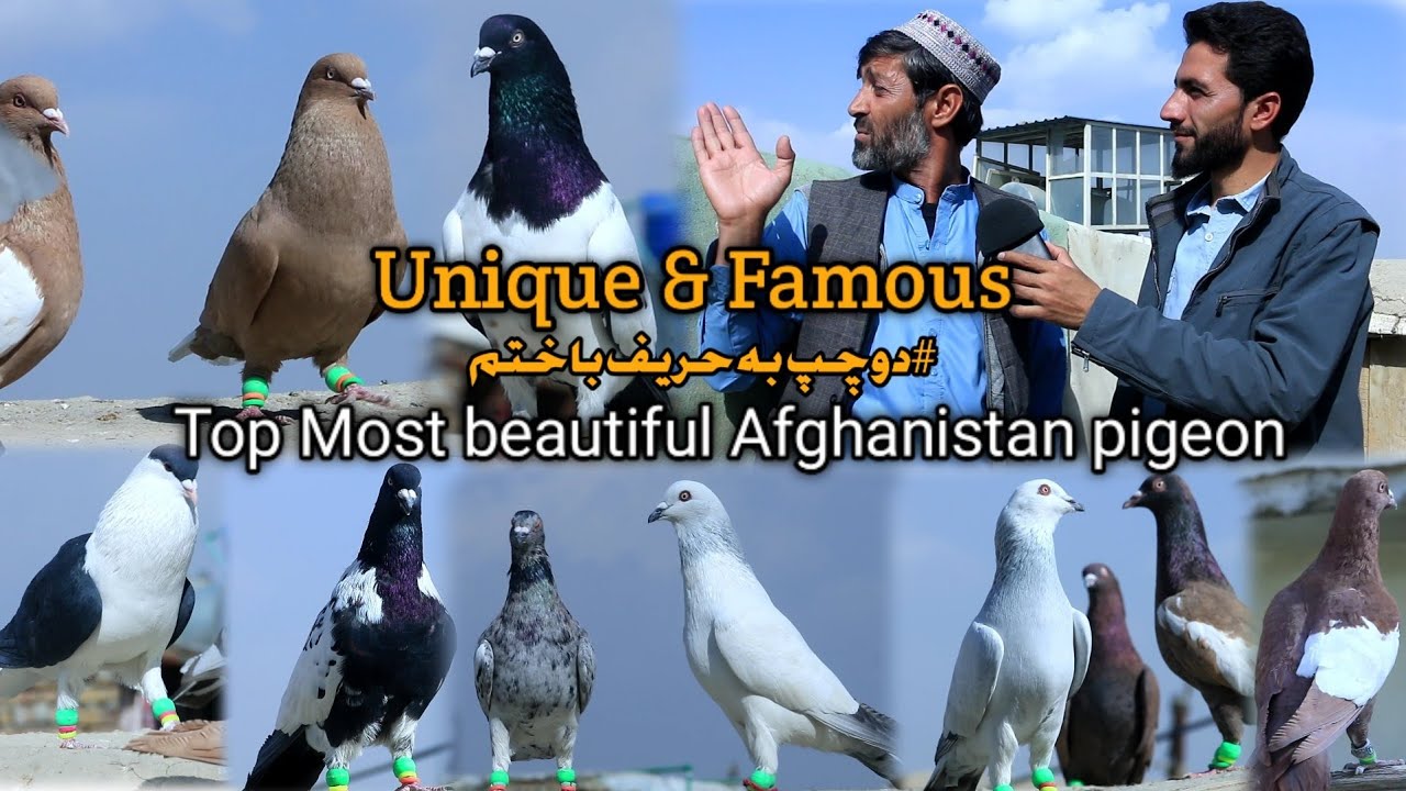 Unique & Famous Afghanistan pigeons | دوچپ را که ۷۰۰۰۰ میخریدند در کفتر ...