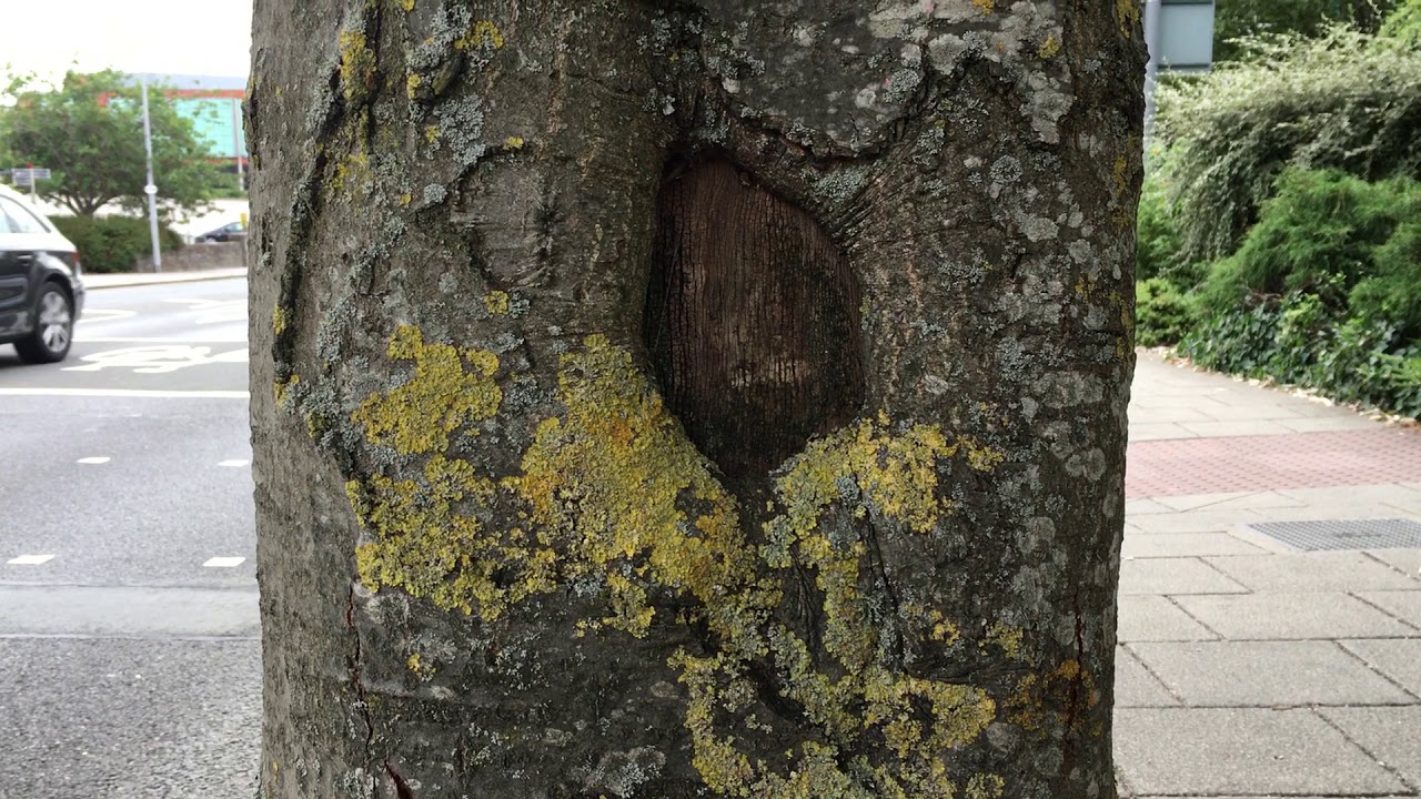 Whitebeam (Sorbus aria) - trunk close up - July 2018 - YouTube