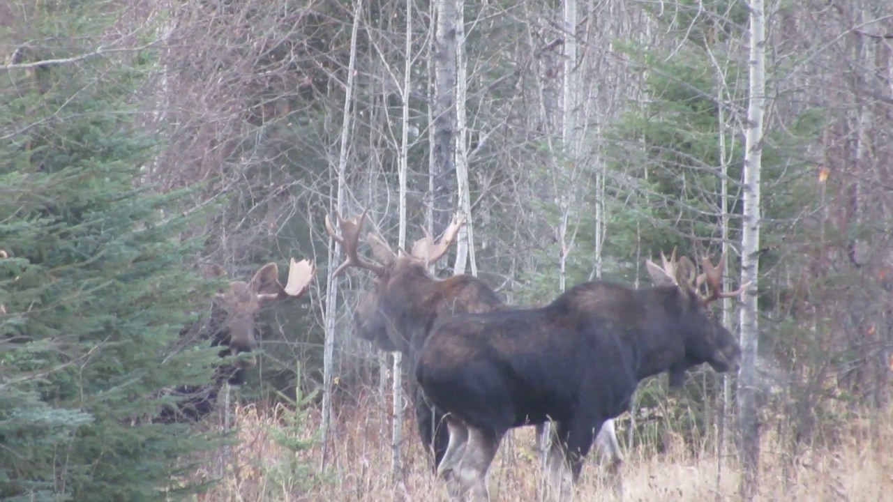 dangerous encounter with three rutting giant bull moose - YouTube