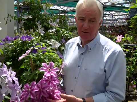 Raymond Evison talks about some of his favorites - YouTube