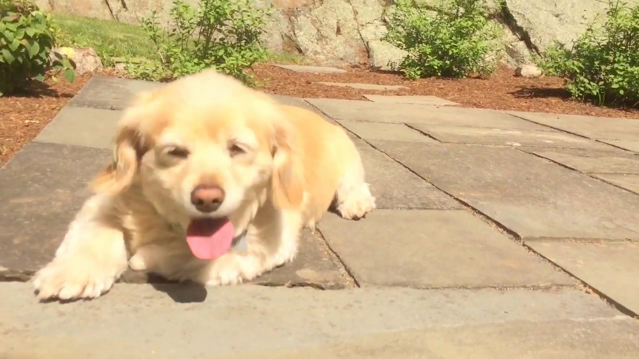 Cute Dog Sunbathing - YouTube