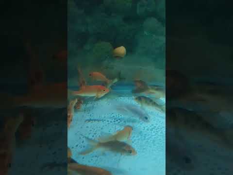 Super Colorful Baby Carp fishes, koi carp fish tank #shorts - YouTube