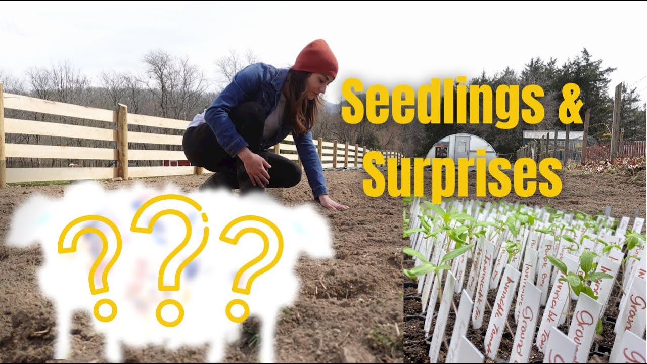 Seedlings & Surprises || Excitement at The Honeystead - YouTube