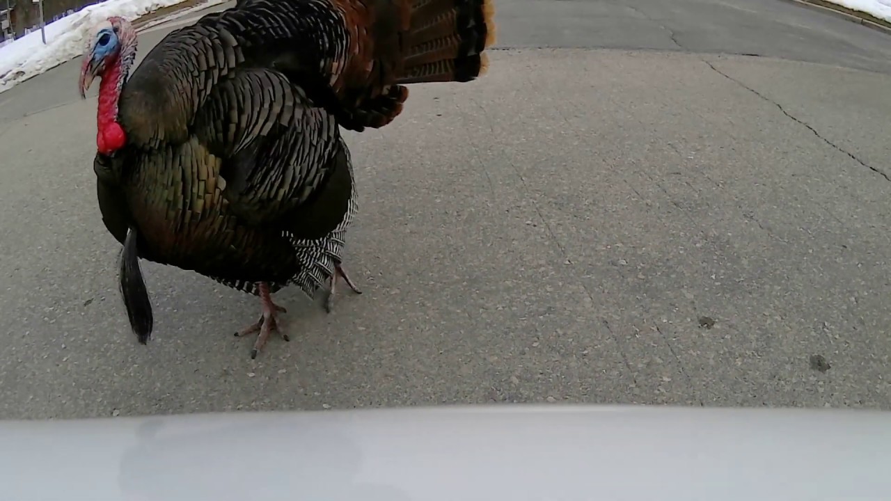 Turkey Attack - YouTube