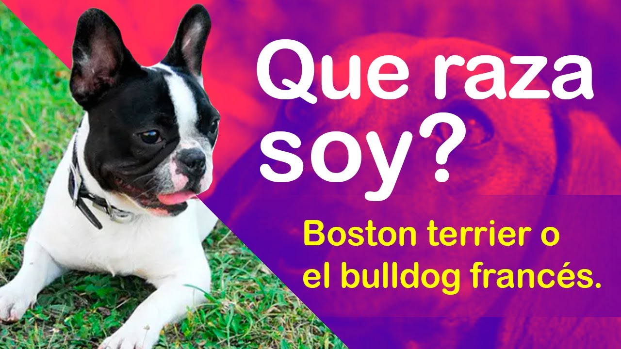 ¡Descubre las DIFERENCIAS y SEMEJANZAS entre el BULLDOG FRANCÉS y el ...