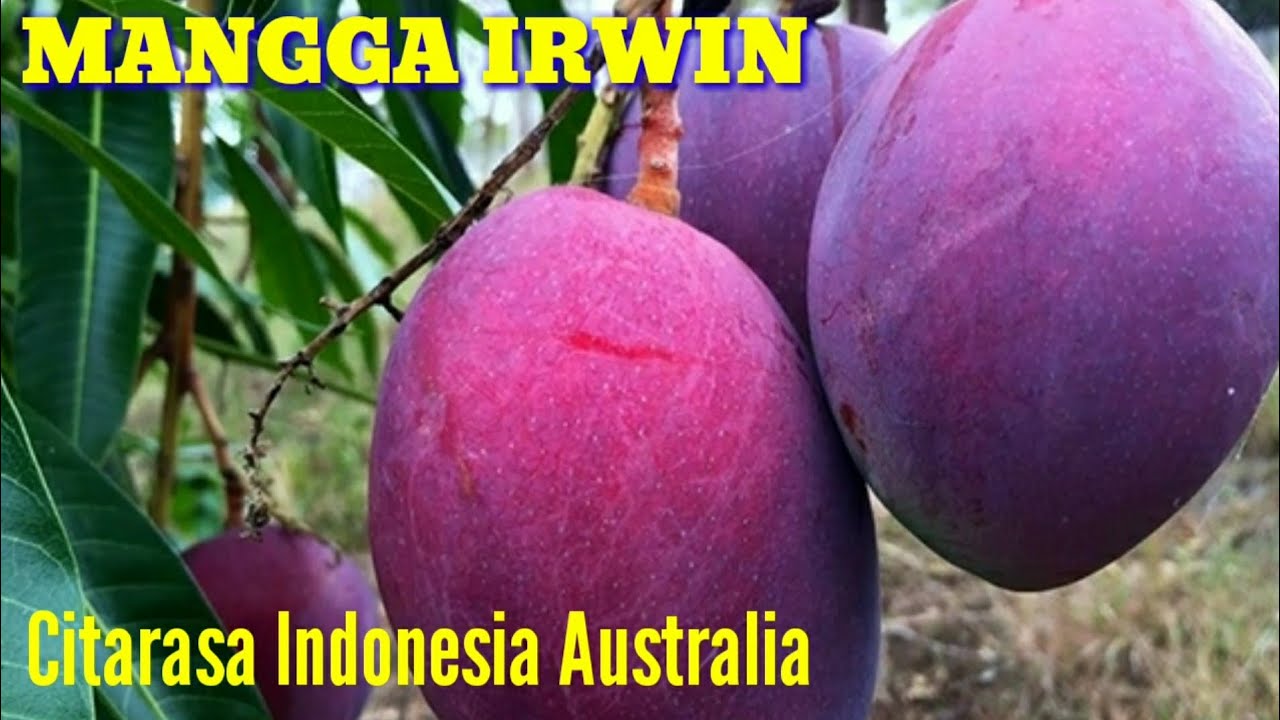 Mangga IRWIN Si Cantik Cita Rasa Indonesia Australia - YouTube