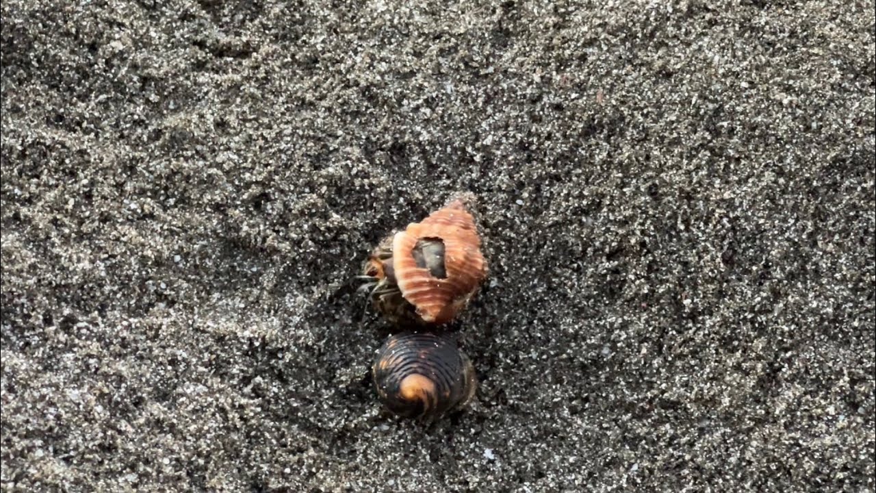 Crab Picks Up Shell and Wakes Up Fellow Crab - YouTube