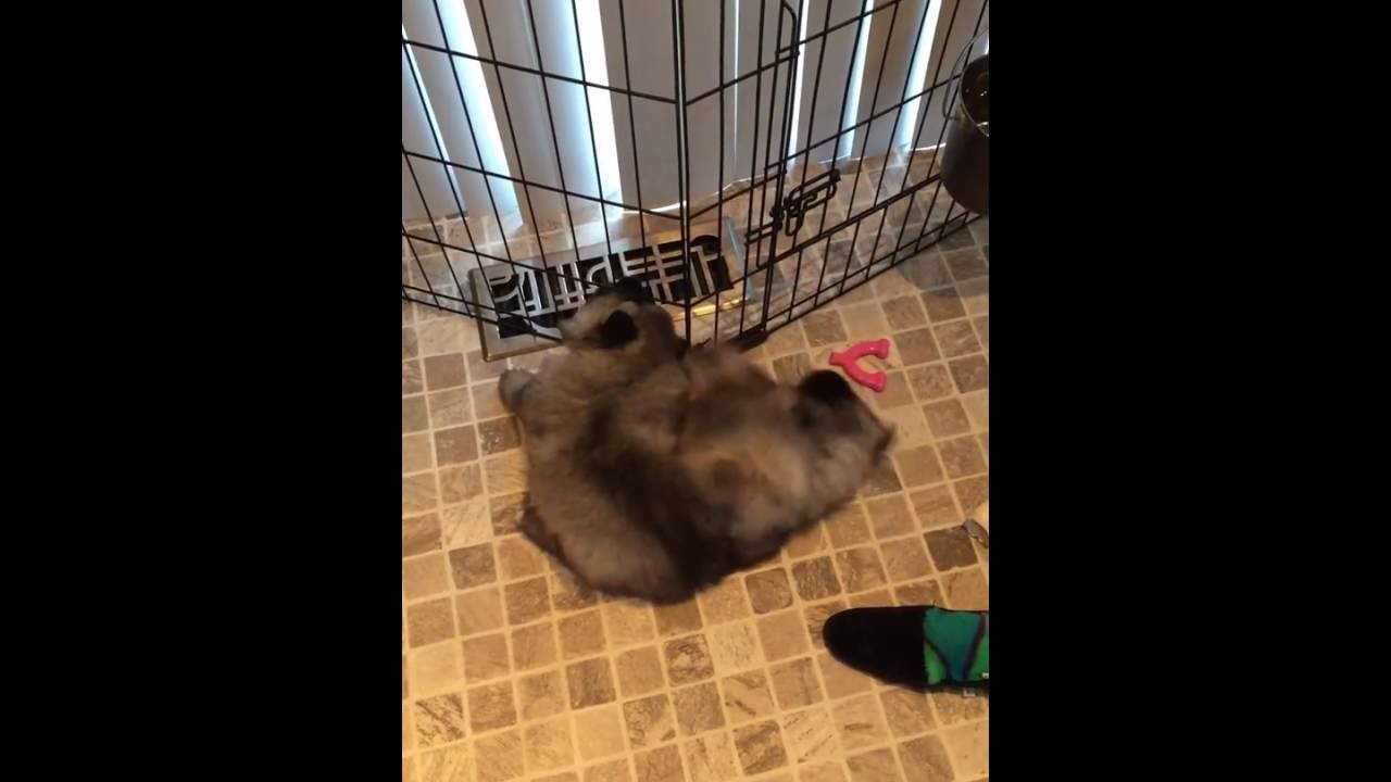 Baby Keeshond Puppies Playing - TOO CUTE! - YouTube