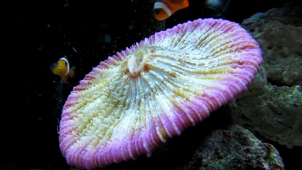 Fungia Sp. Coral Feeding - speed up x20 - YouTube