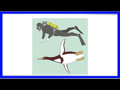 Big bird: fossil of giant penguin discovered in new zealand