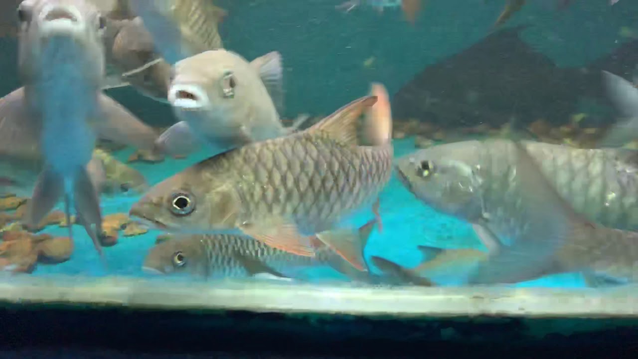 Ikan kelah merah - YouTube