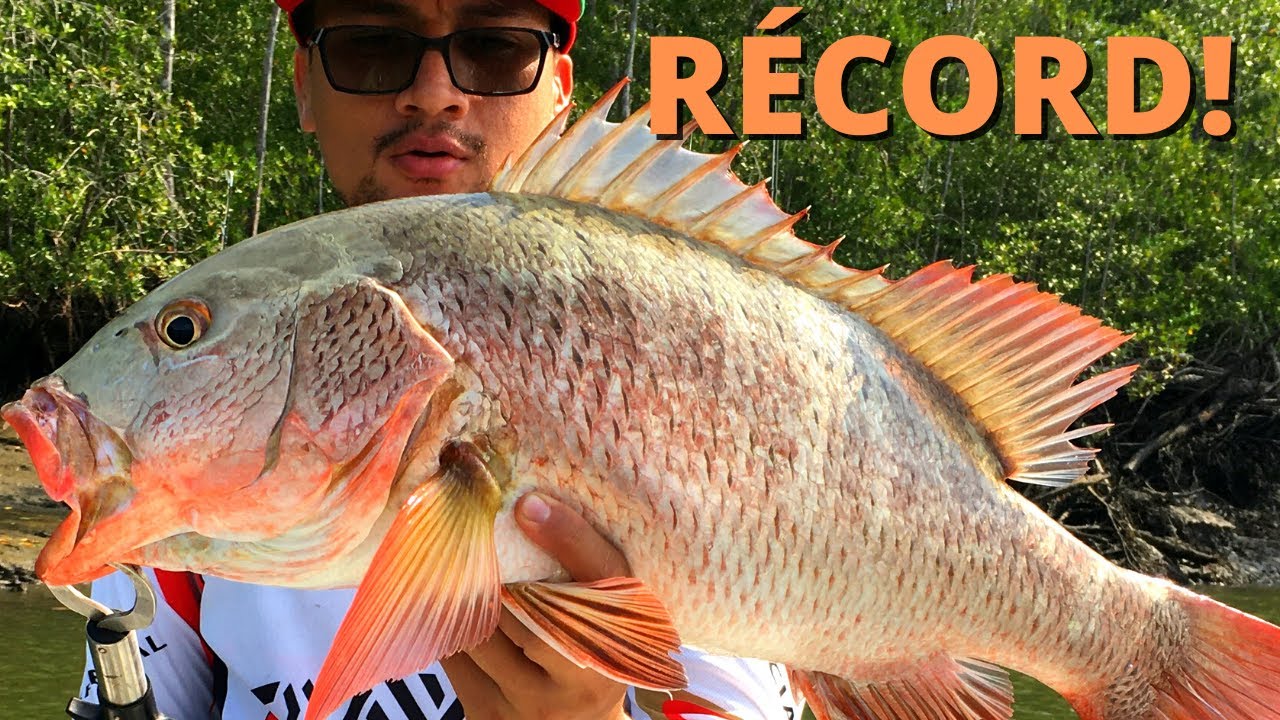 APRENDE Cómo se PESCA PARGO ROJO con [CAMARÓN] Artificial - YouTube