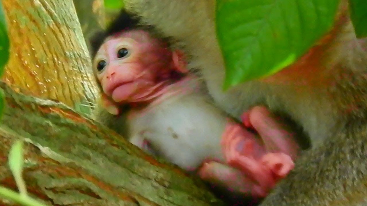 New Baby Wanna To Playing With Other Monkey Much - YouTube