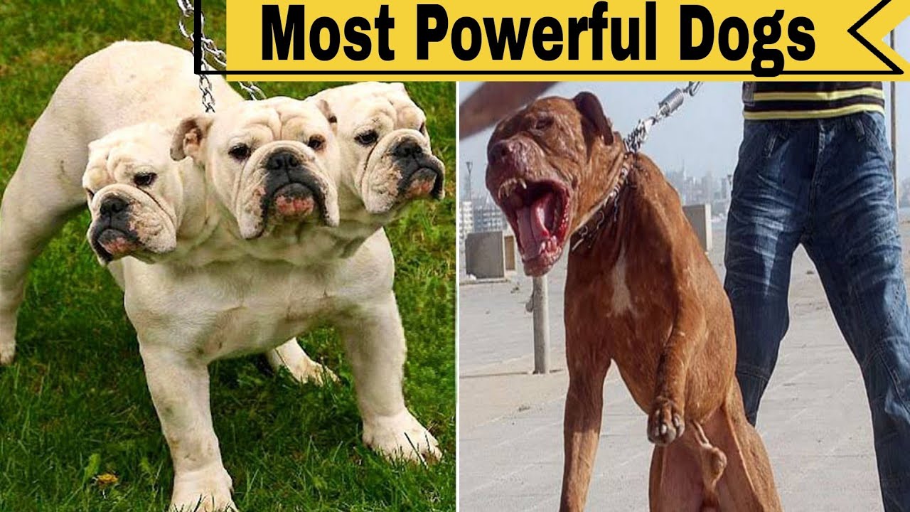 8 MOST POWERFUL DOGS IN THE WORLD - FT DHRUV - YouTube