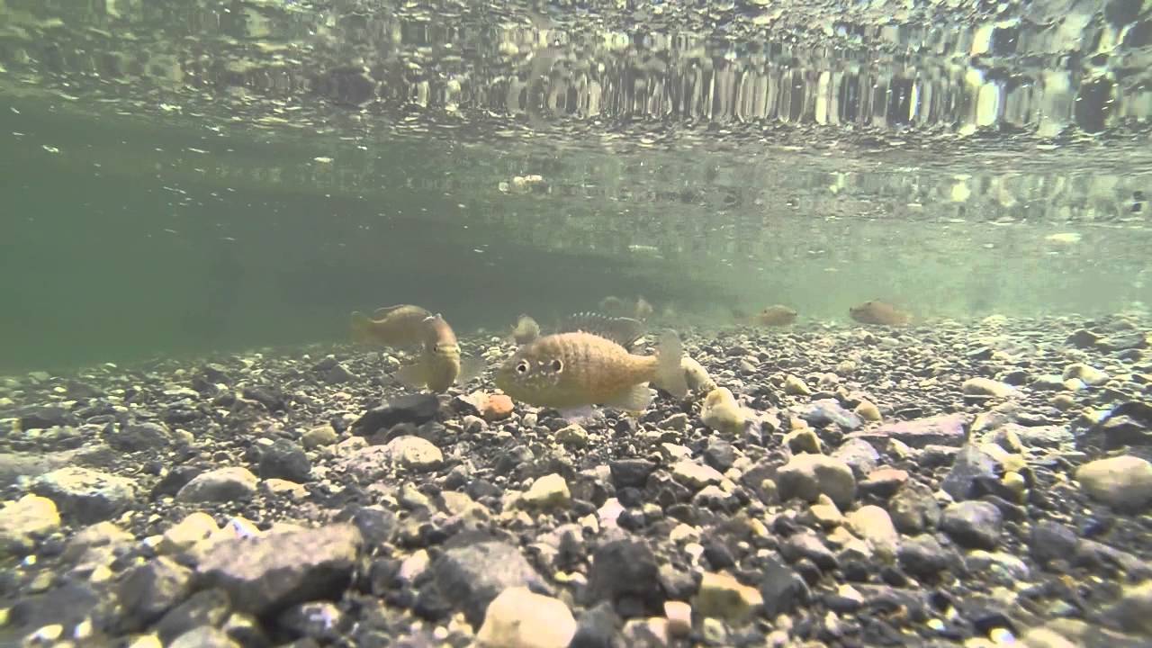School of Blue Gill underwater - YouTube