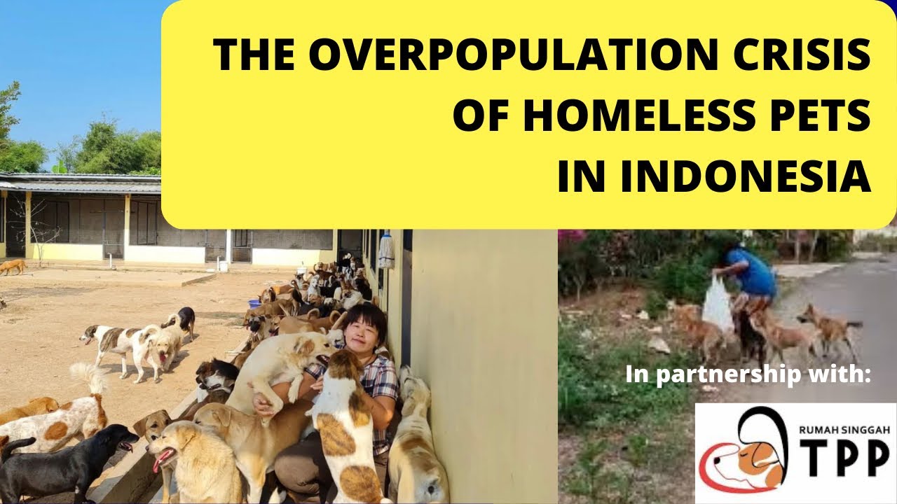 Indonesian Shelter Spaying/Neutering Local Stray Dogs to Help Control ...