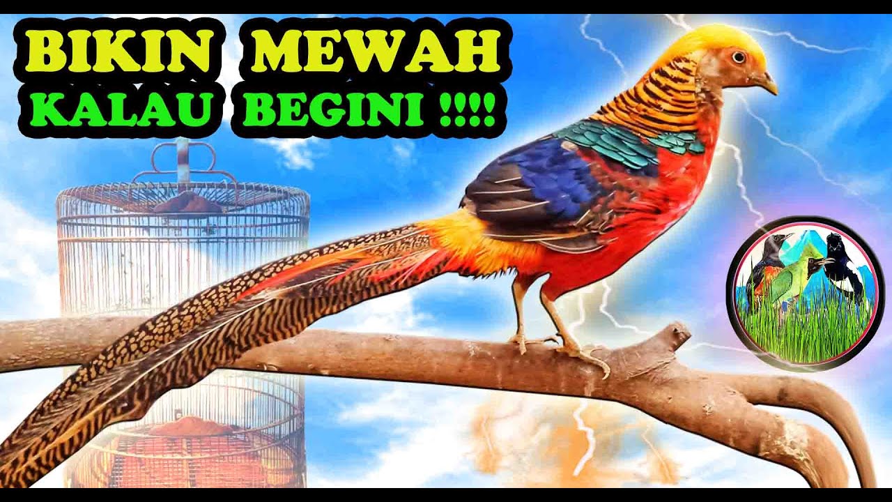 Masteran Burung Full Isian Mewah - Masteran Mewah Full Materi - YouTube