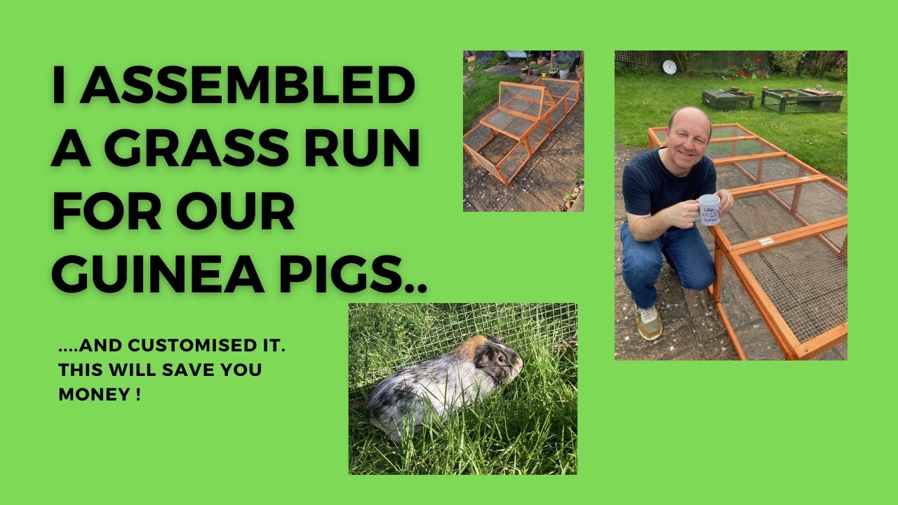 Our new Grass Run Cage - review & easy improvements - YouTube