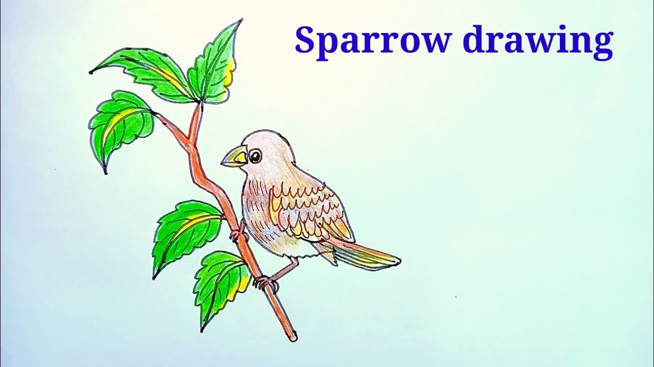 How to draw a sparrow step by step/Sparrow drawing easy #sparrowdrawing ...