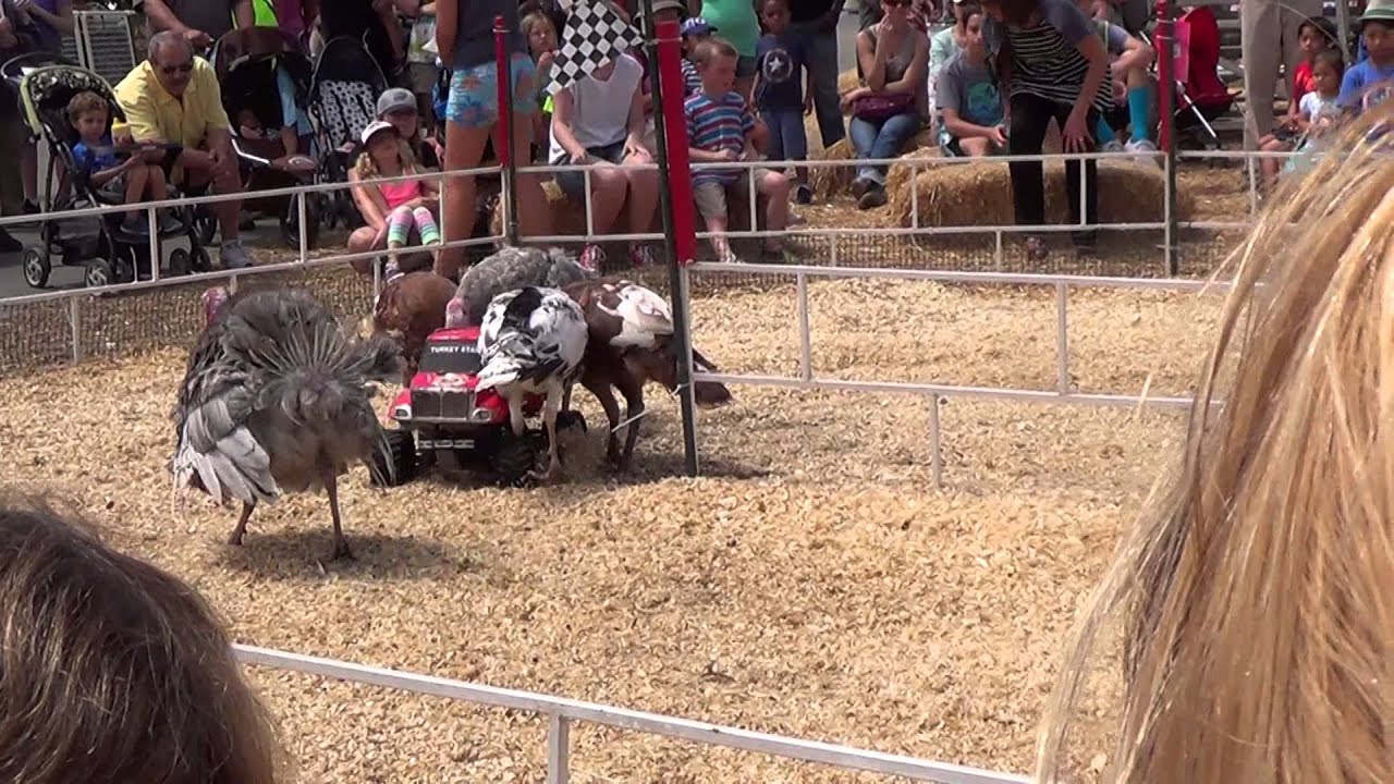 Wild West Turkey Stampede 7/3/15 11am show @ SD Co. Fair - YouTube