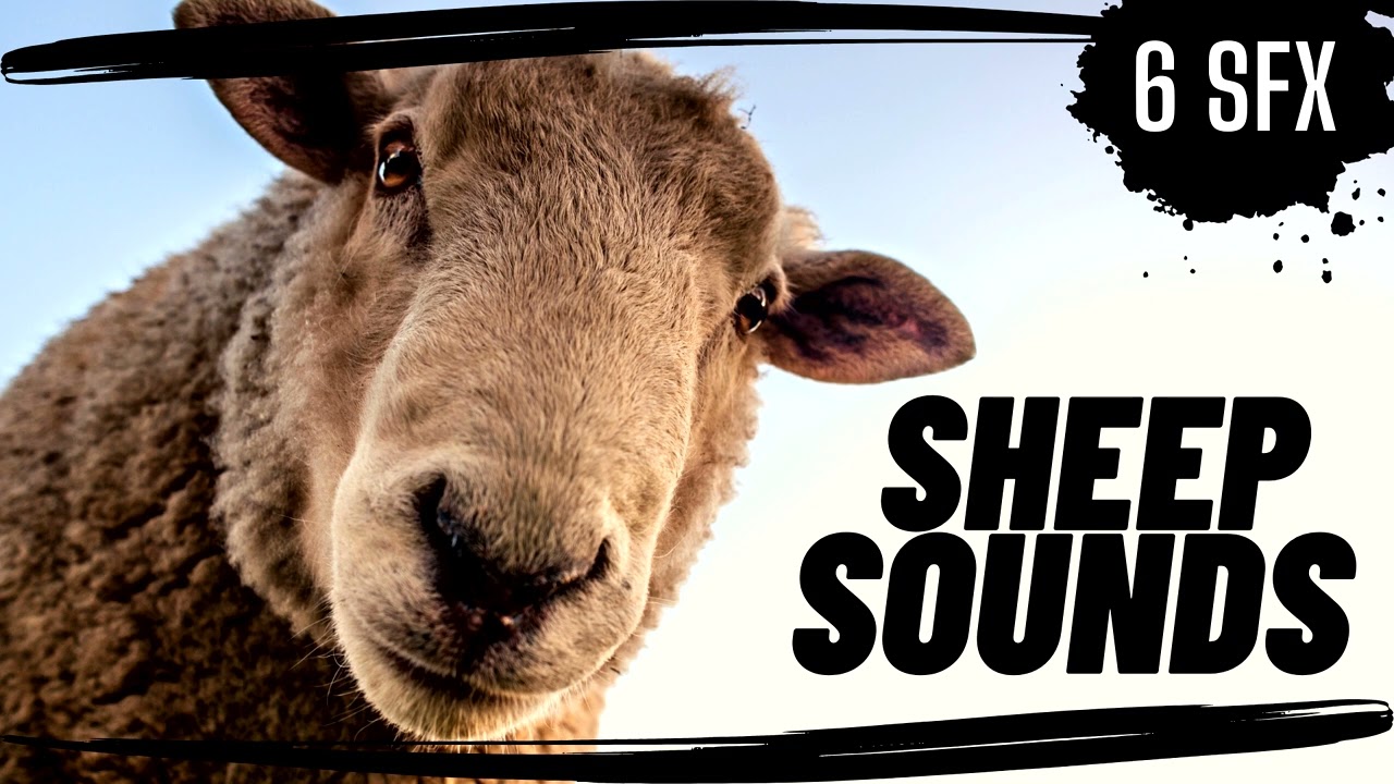 Sheep Sound Pack | Sound Asset - YouTube