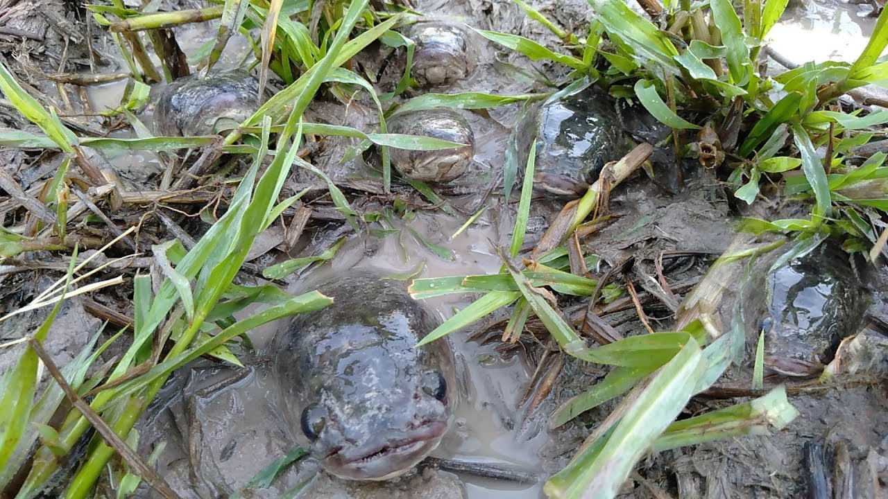Fishing Daily - Catfish Fishing by Hand From Muddy Water | Best Mud ...