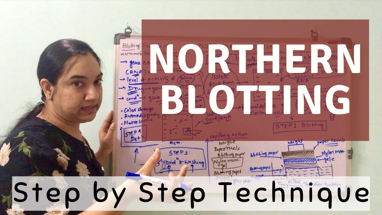 Northern Blotting | Northern Blotting Technique | Northern Blotting ...