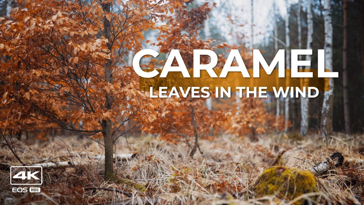 4K video and natural ambient sounds - Caramel leaves in the wind - YouTube