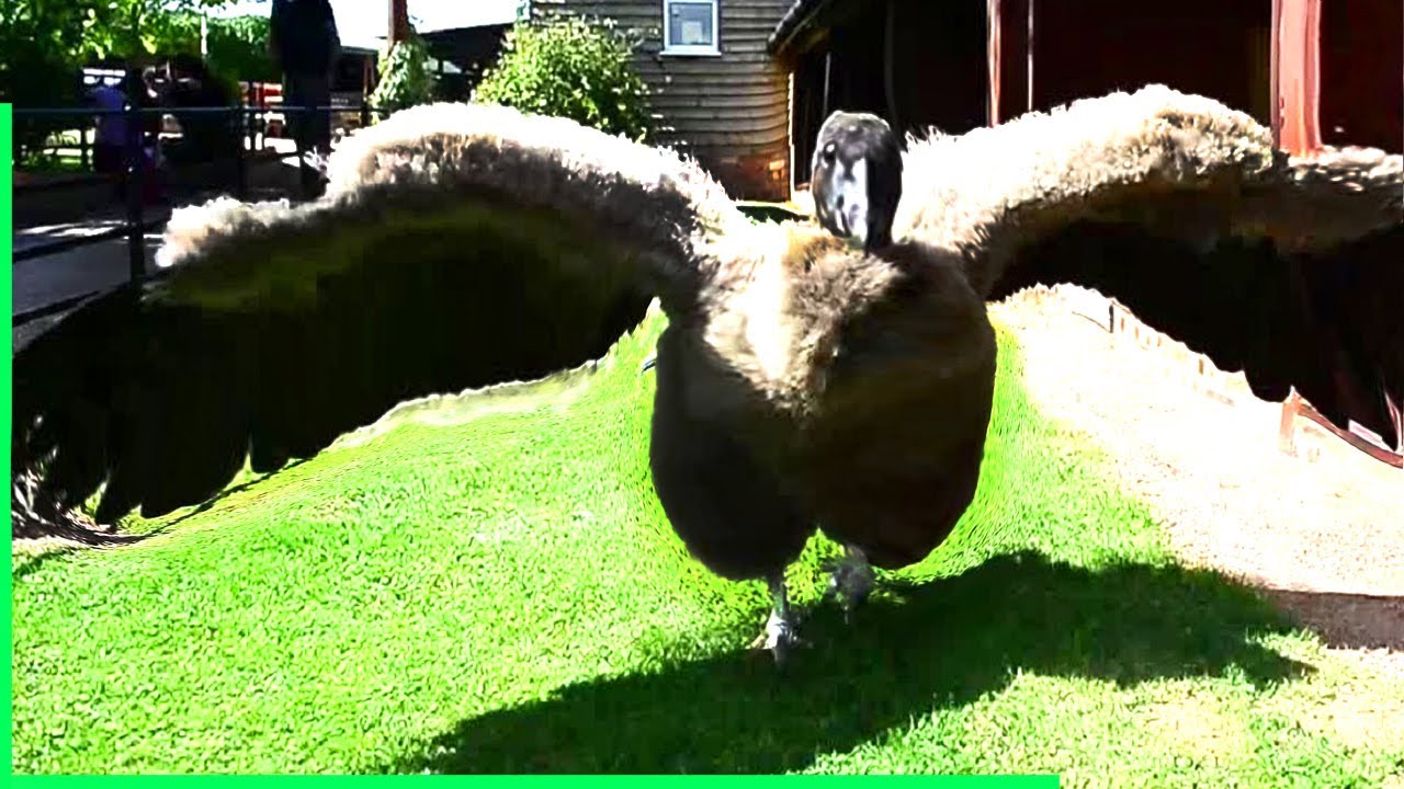 Man Raises Condor Later, This Bird Returns And Show Its True Strength ...