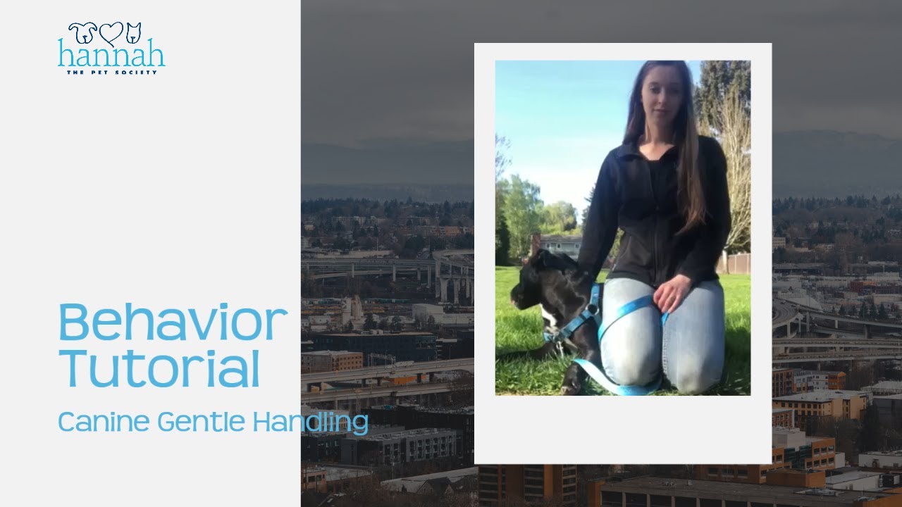 Canine Gentle Handling - YouTube
