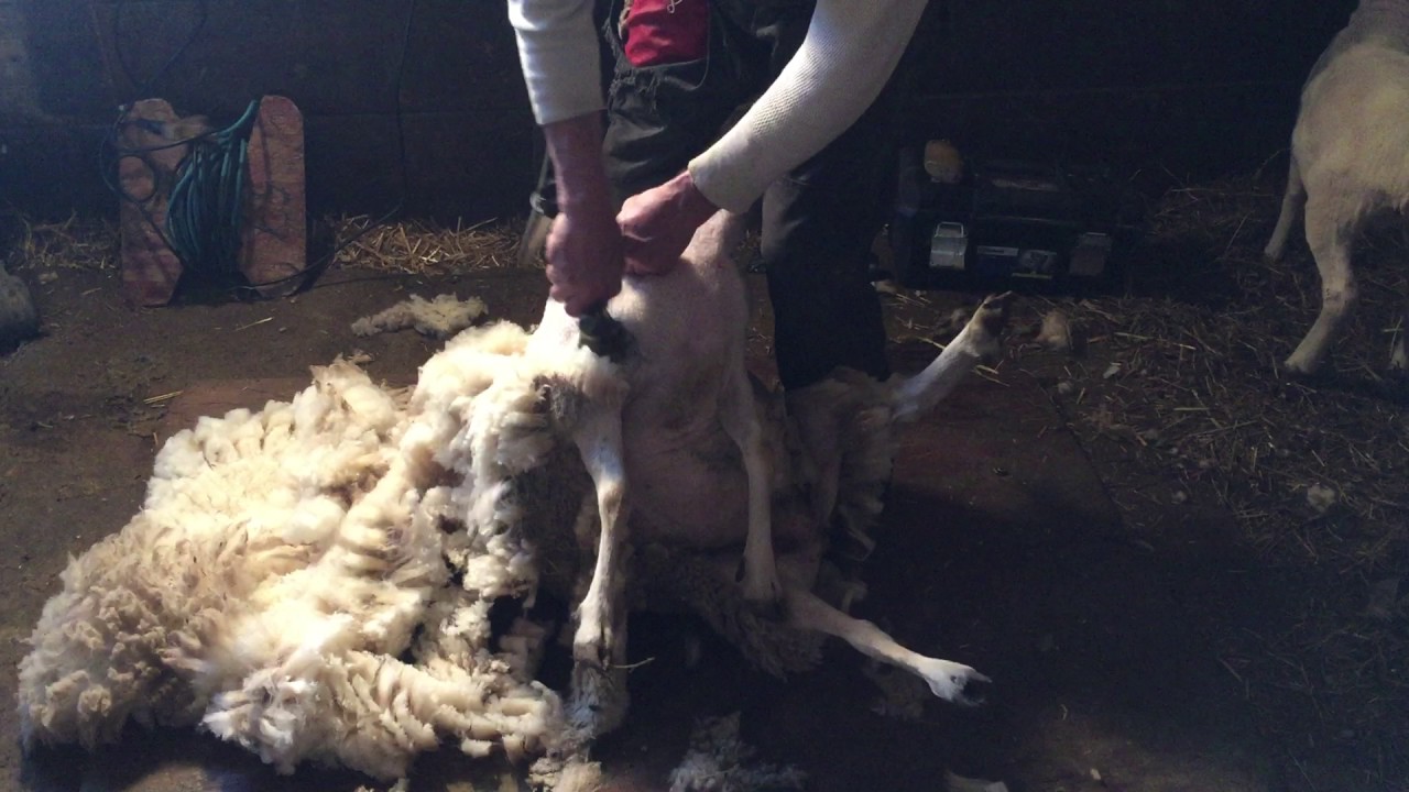 Sheep Shearing Demonstration - YouTube