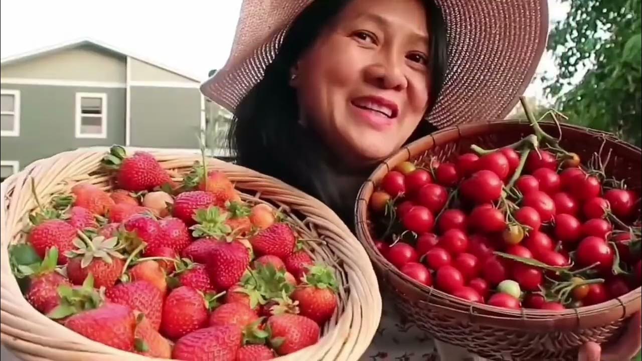 Picking homegrown strawberries, Ripe red tomatoes, Chickens eating strawberries. - YouTube