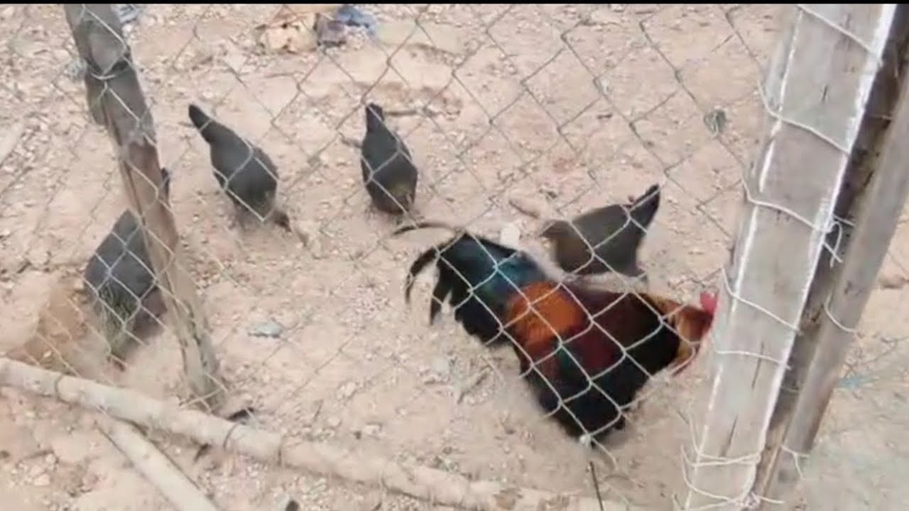 qaib dib noob qaib tuaj los tshiab nawb - YouTube