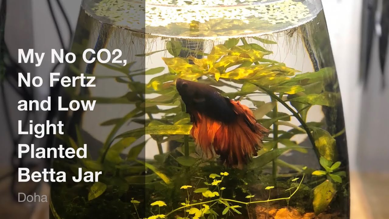 Planted Betta Jar (No Filter, No CO2, No Fertilizer & Low Lighting ...
