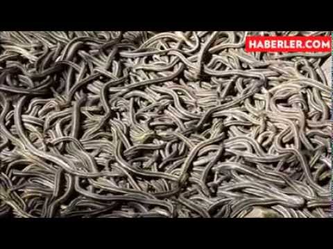 scary snake infestation - YouTube