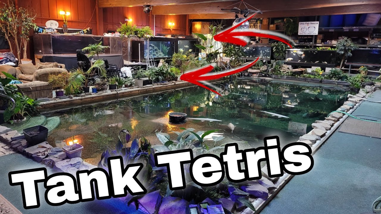 Master Plan to Play one of the Biggest Games of Fish Tank Tetris to ...