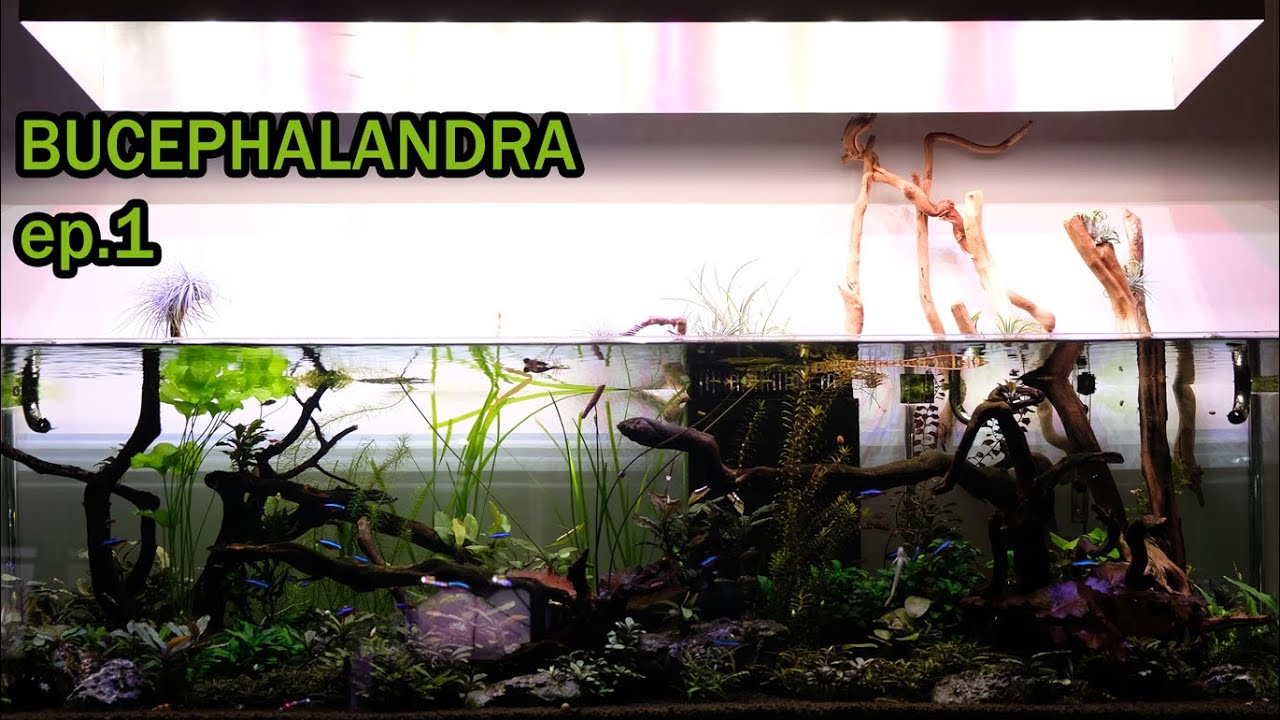 BUCEPHALANDRA CARE - Shrimp and Buce tank - HOW TO GROW #BUCEPHALANDRA ...