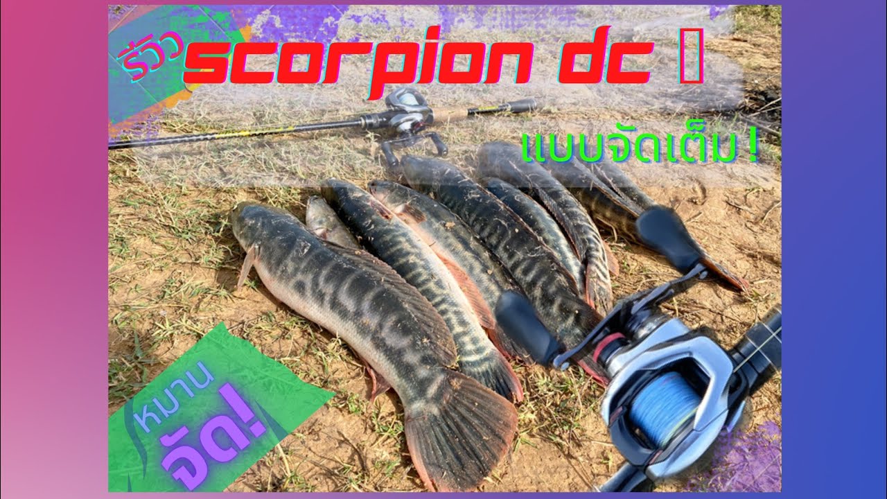 Shimano scorpion dc รีวิวพร้อมใช้งานจริง สมราคาเหมือนกันนะเนี่ย - YouTube