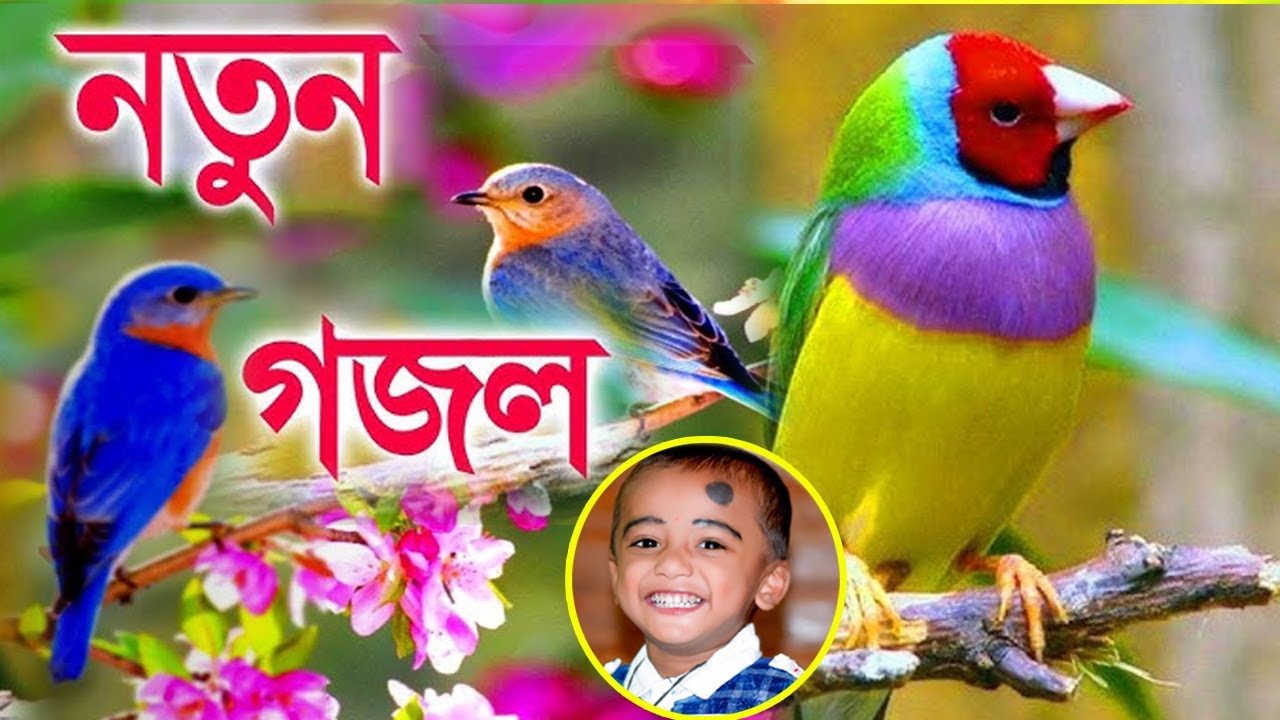 new gojol ma - YouTube