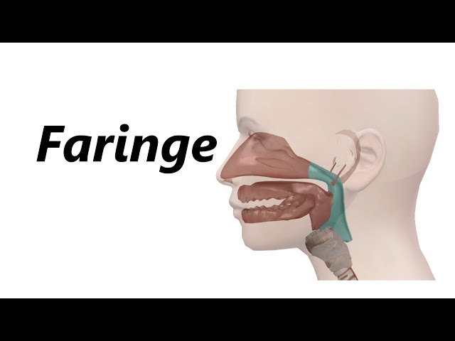 Modelo De Anatomia Da Faringe